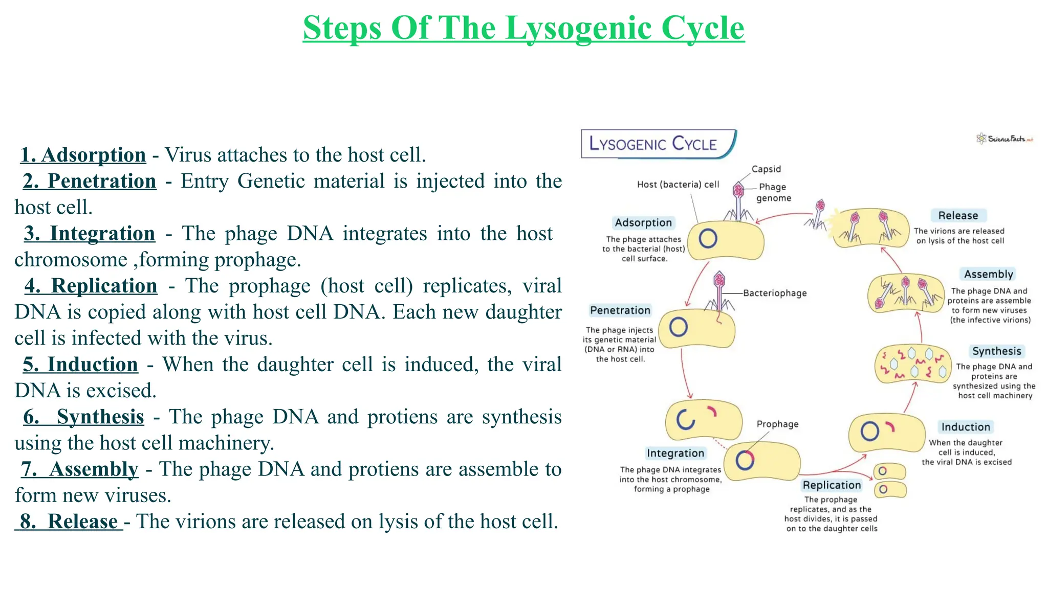 lytic and lysogenic cycle in the bacteriophage. | PPTX