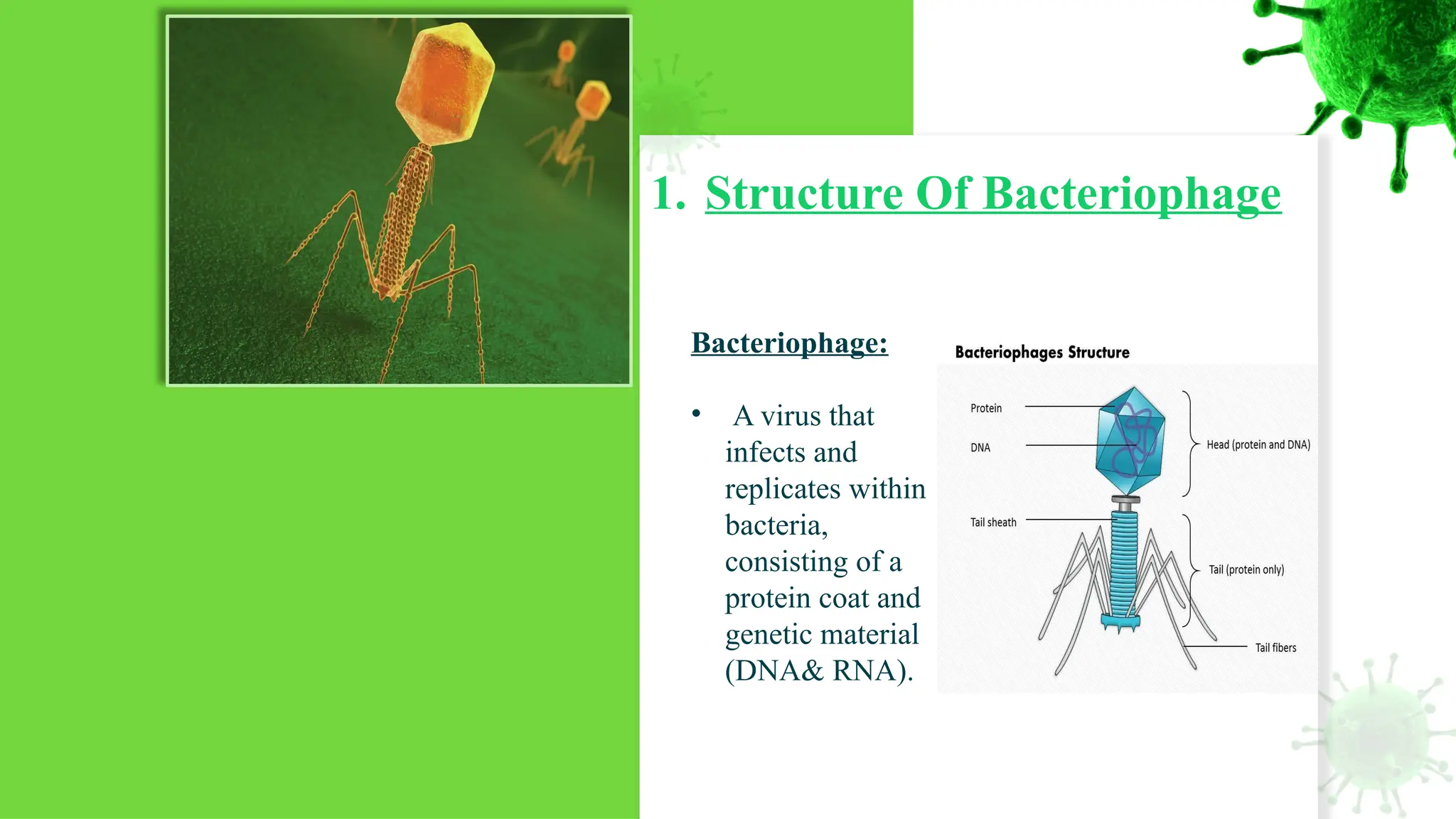 lytic and lysogenic cycle in the bacteriophage. | PPTX