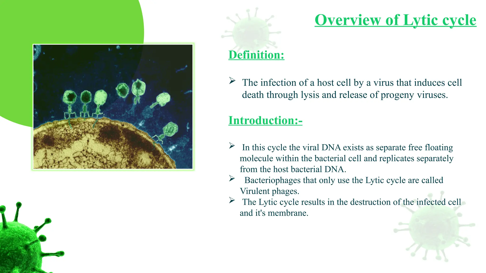 lytic and lysogenic cycle in the bacteriophage. | PPTX