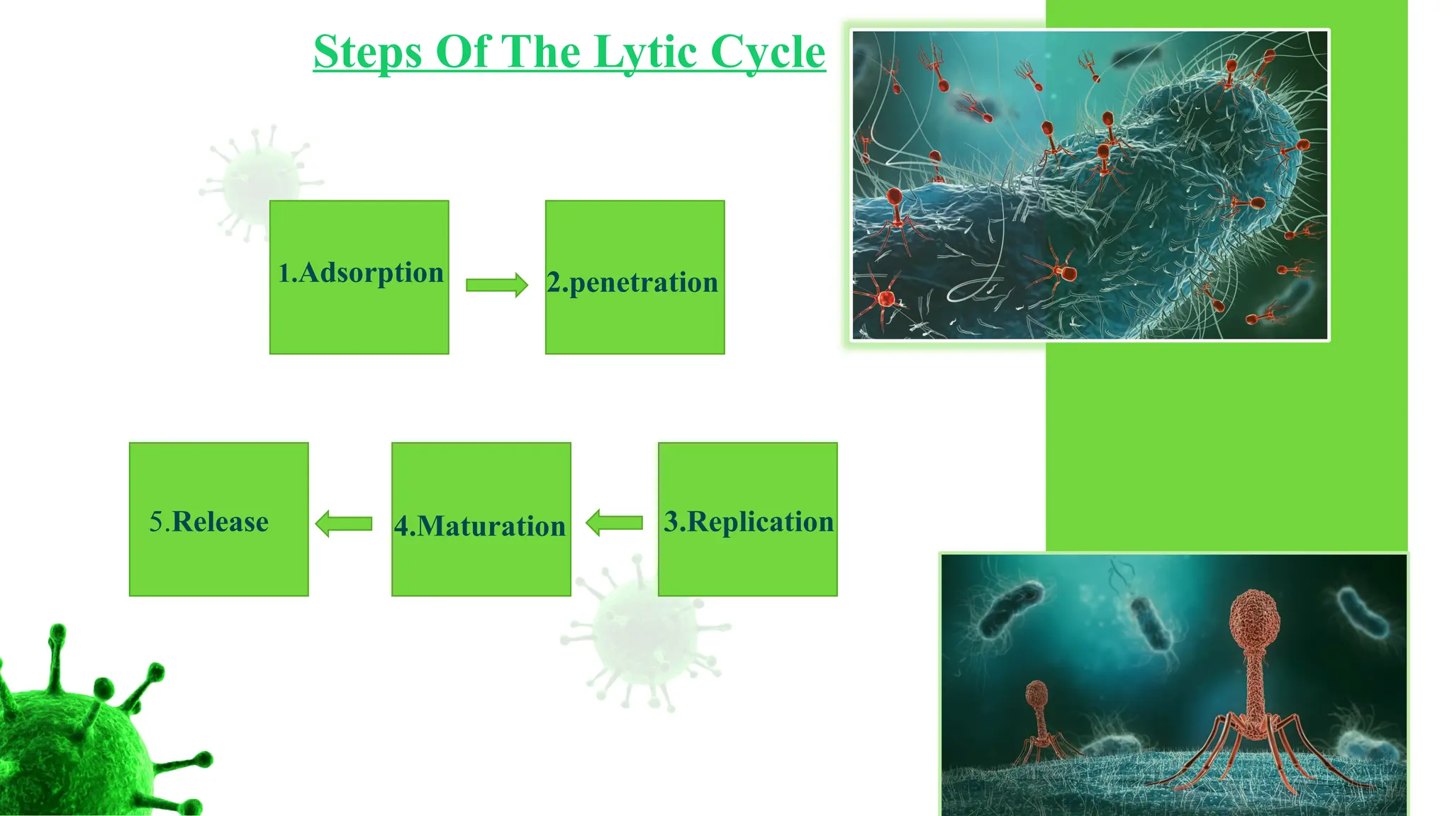 lytic and lysogenic cycle in the bacteriophage. | PPTX