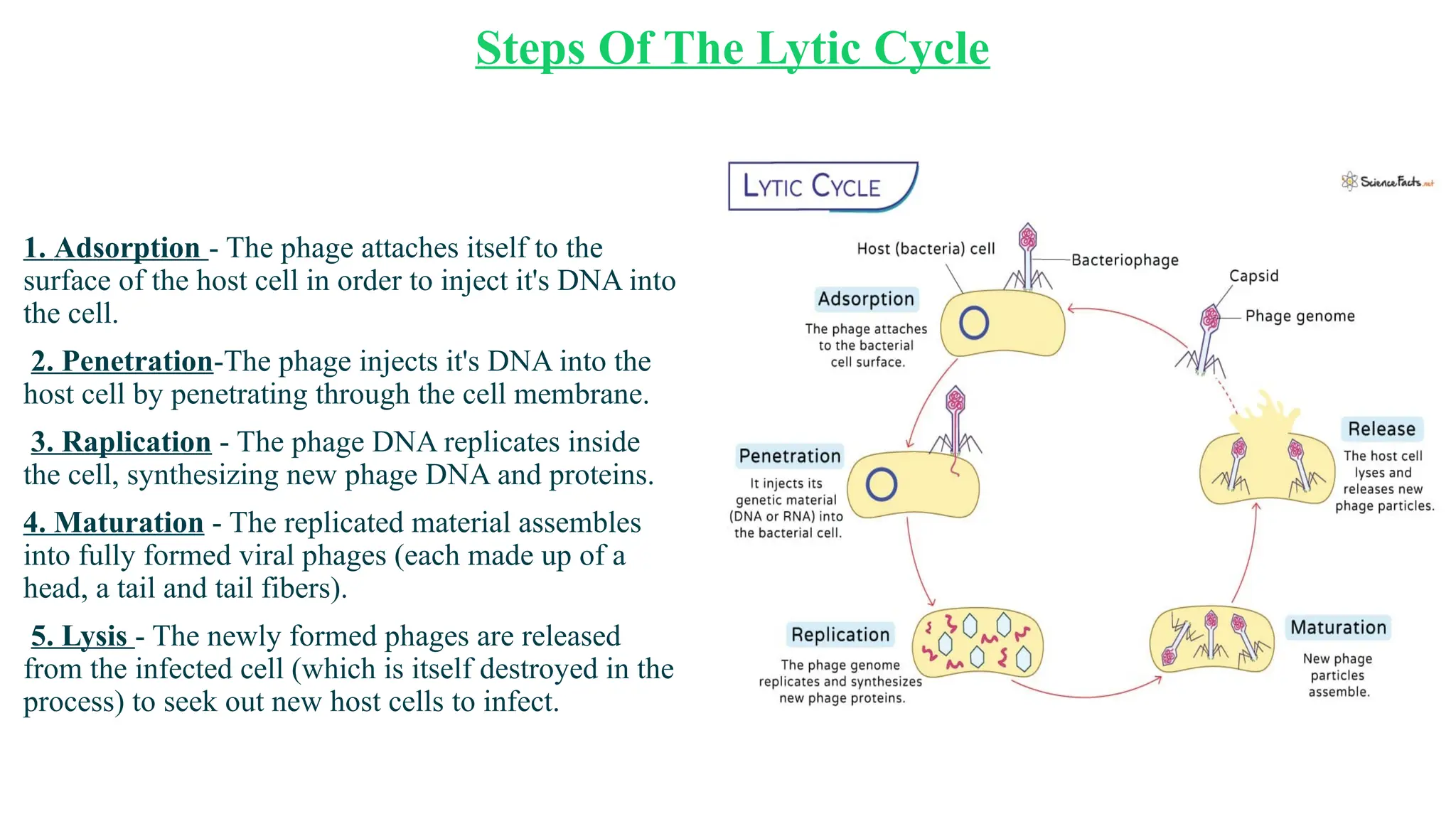 lytic and lysogenic cycle in the bacteriophage. | PPTX