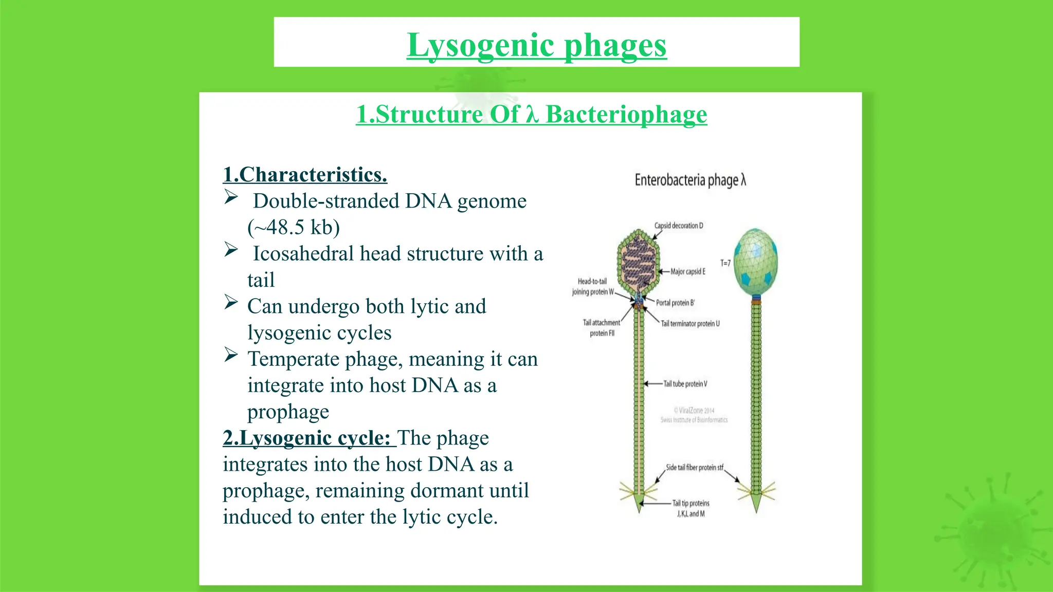 lytic and lysogenic cycle in the bacteriophage. | PPTX