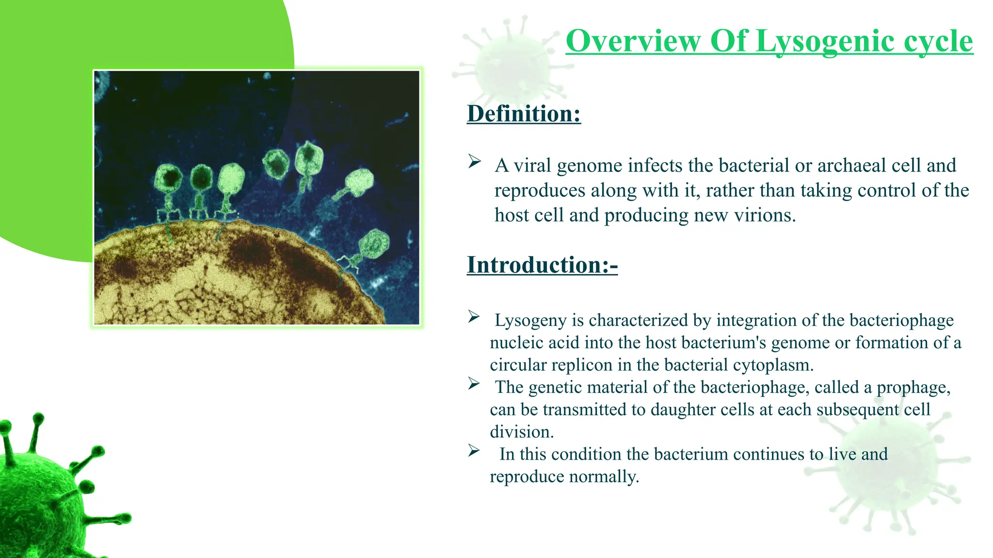 lytic and lysogenic cycle in the bacteriophage. | PPTX