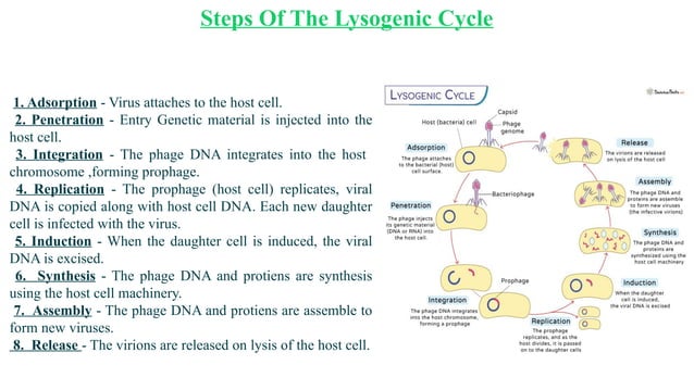 lytic and lysogenic cycle in the bacteriophage. | PPTX