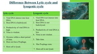 Difference Between Lytic And Lysogenic Cycle – YUAM