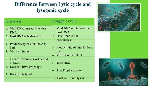 lytic and lysogenic cycle in the bacteriophage. | PPTX