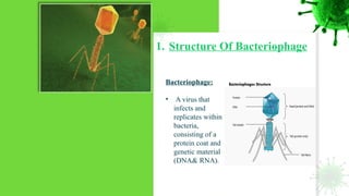 lytic and lysogenic cycle in the bacteriophage. | PPTX