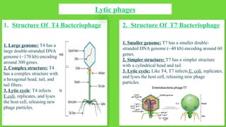 lytic and lysogenic cycle in the bacteriophage. | PPTX