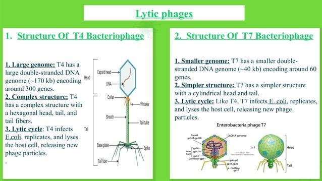lytic and lysogenic cycle in the bacteriophage. | PPTX