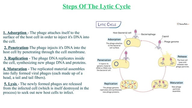 lytic and lysogenic cycle in the bacteriophage. | PPTX