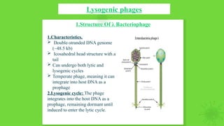 lytic and lysogenic cycle in the bacteriophage. | PPTX