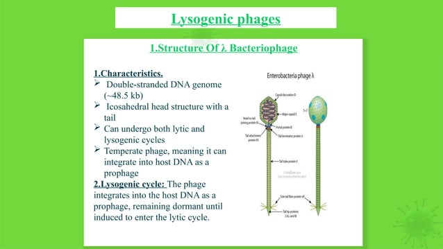 lytic and lysogenic cycle in the bacteriophage. | PPTX