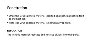 LYTIC AND LYSOGENIC CYCLE by hridoy Krishna Borah.pptx