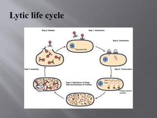 LYTIC AND LYSOGENIC CYCLE NEW.pptxyuhyuh | PPTX