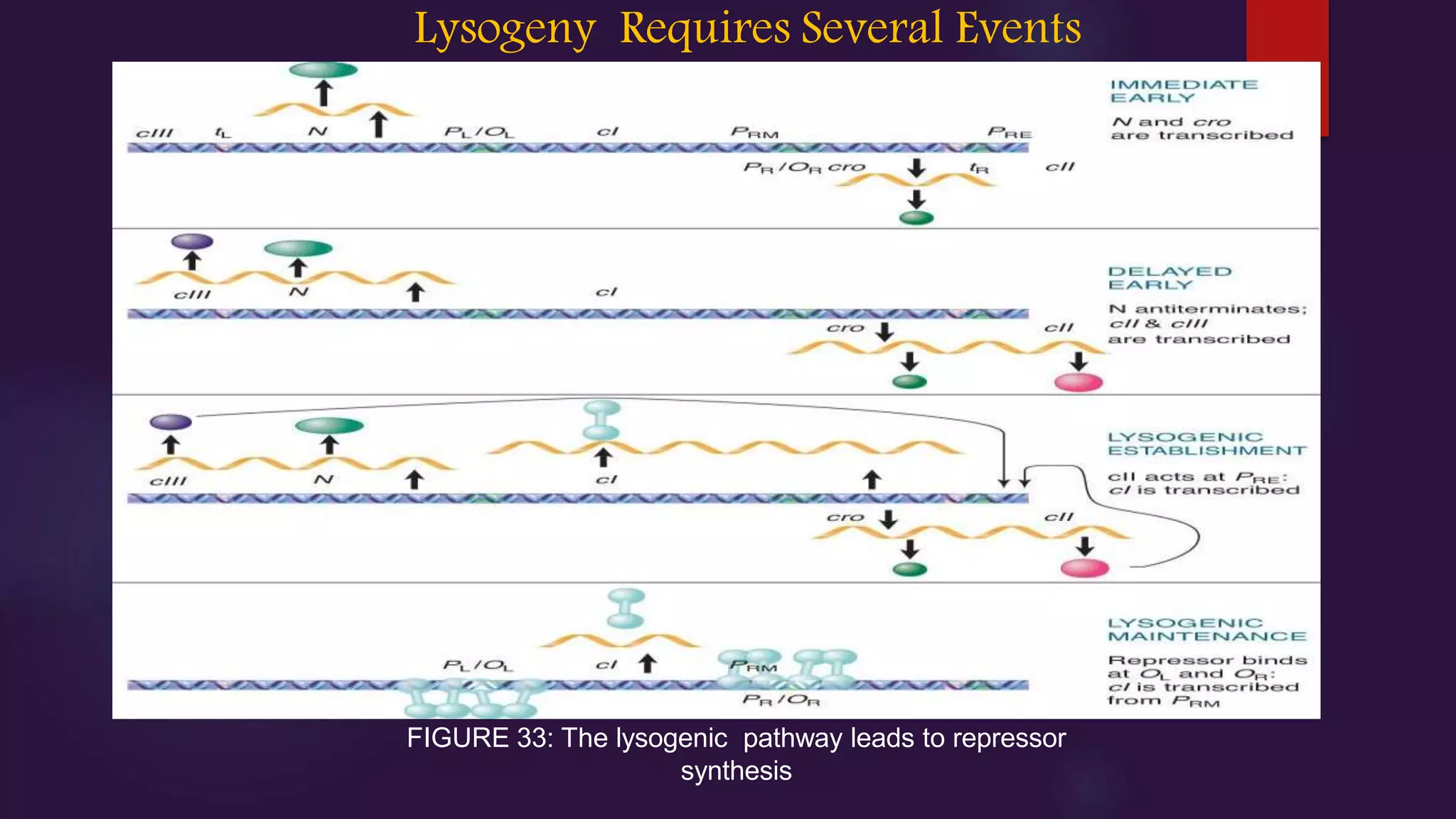 Lytic and lysogenic cascade | PPTX