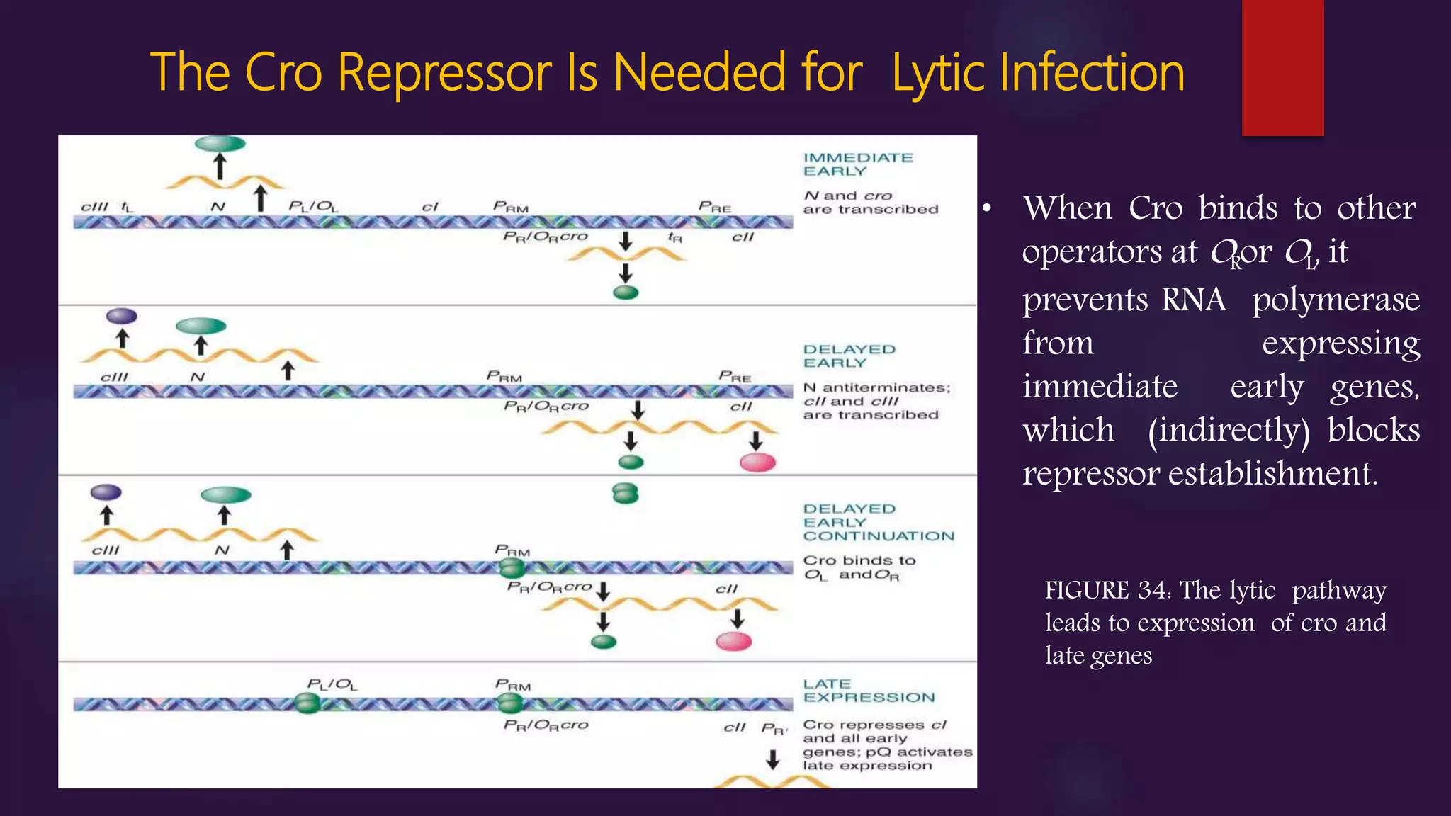 Lytic and lysogenic cascade | PPTX