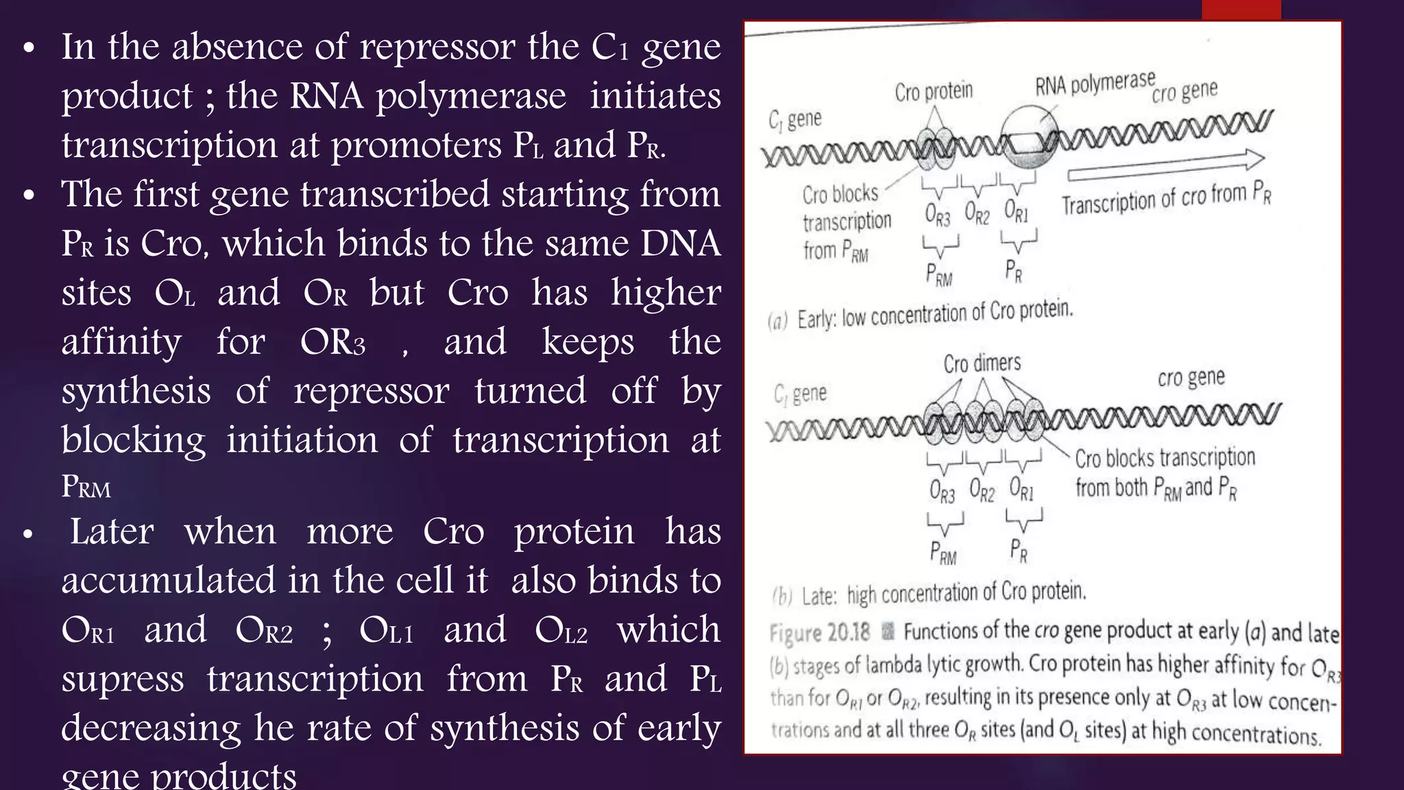 Lytic and lysogenic cascade | PPTX