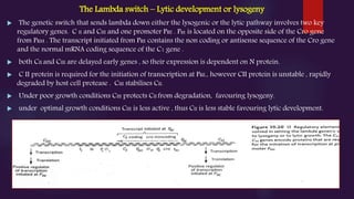 Lytic and lysogenic cascade | PPTX