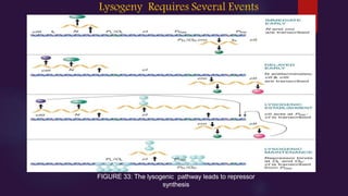 Lytic and lysogenic cascade | PPTX