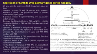 Lytic and lysogenic cascade | PPTX