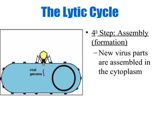Lytic cycle | PPT