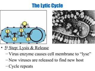 Lytic cycle | PPT