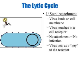 Lytic cycle | PPT