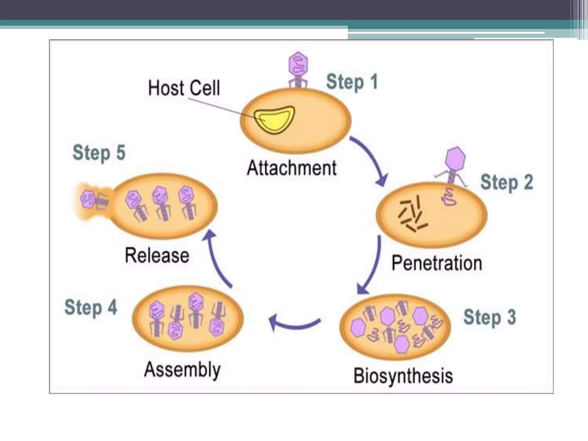 Lytic cycle | PPTX