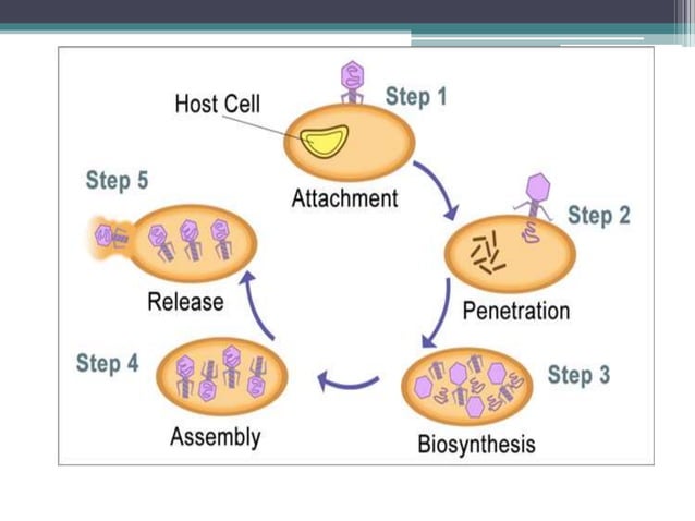 Lytic cycle | PPTX | Infectious Diseases | Diseases and Conditions