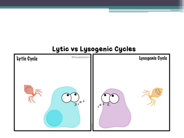 Lytic cycle | PPTX | Infectious Diseases | Diseases and Conditions