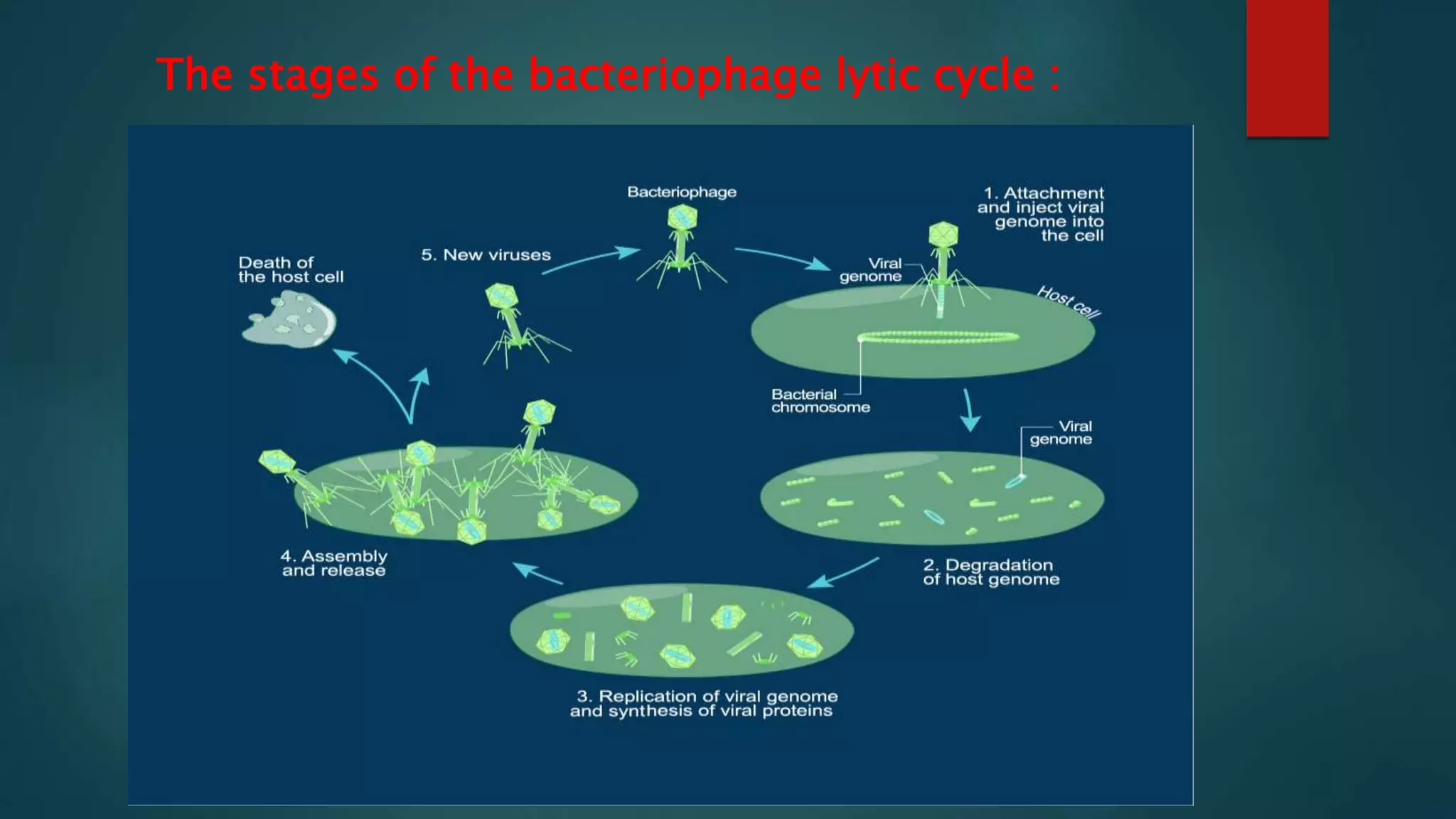 LYTIC CYCLE virology.pptx
