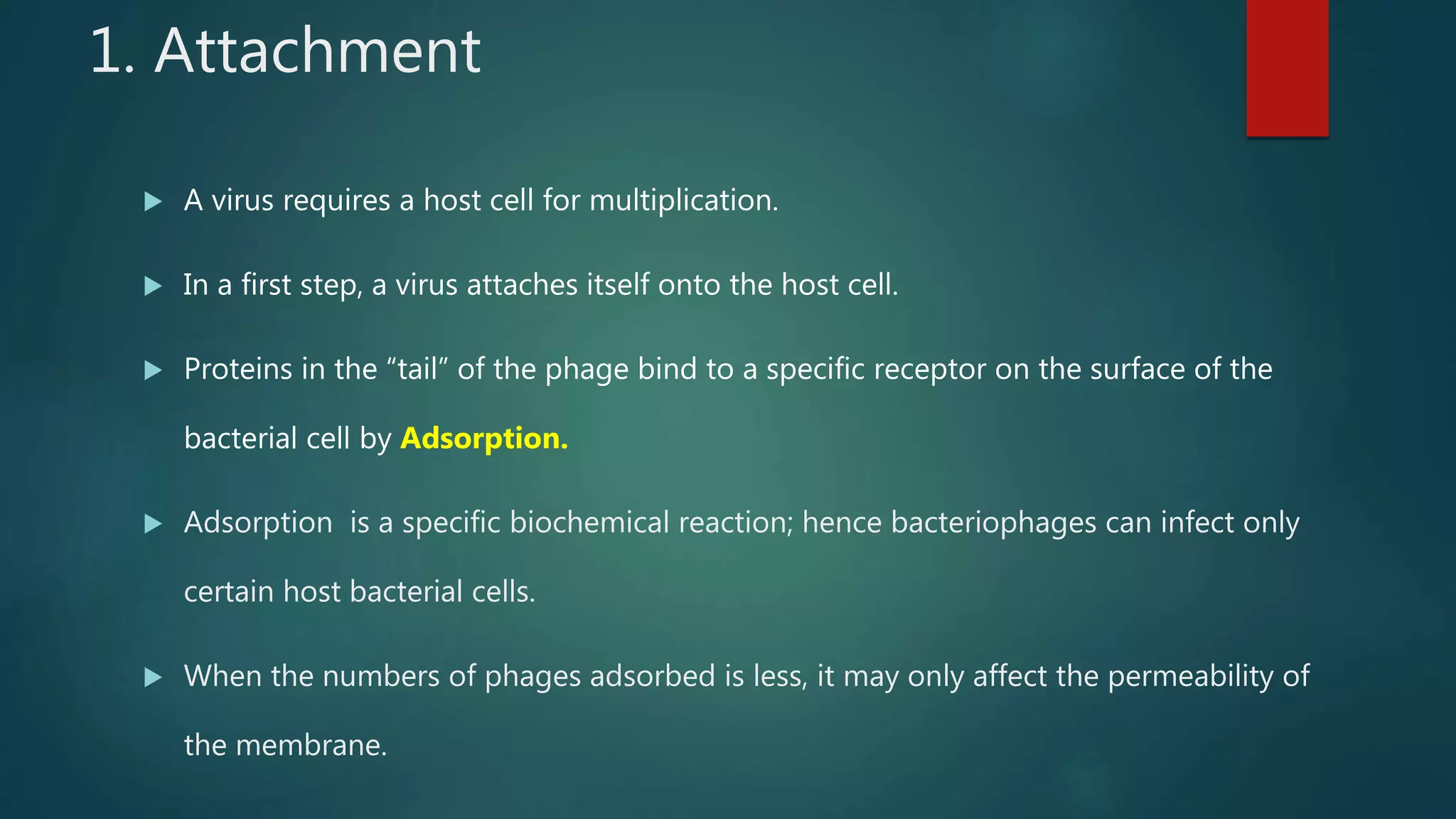 LYTIC CYCLE virology.pptx