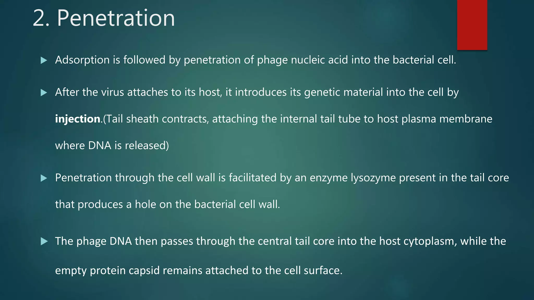 LYTIC CYCLE virology.pptx