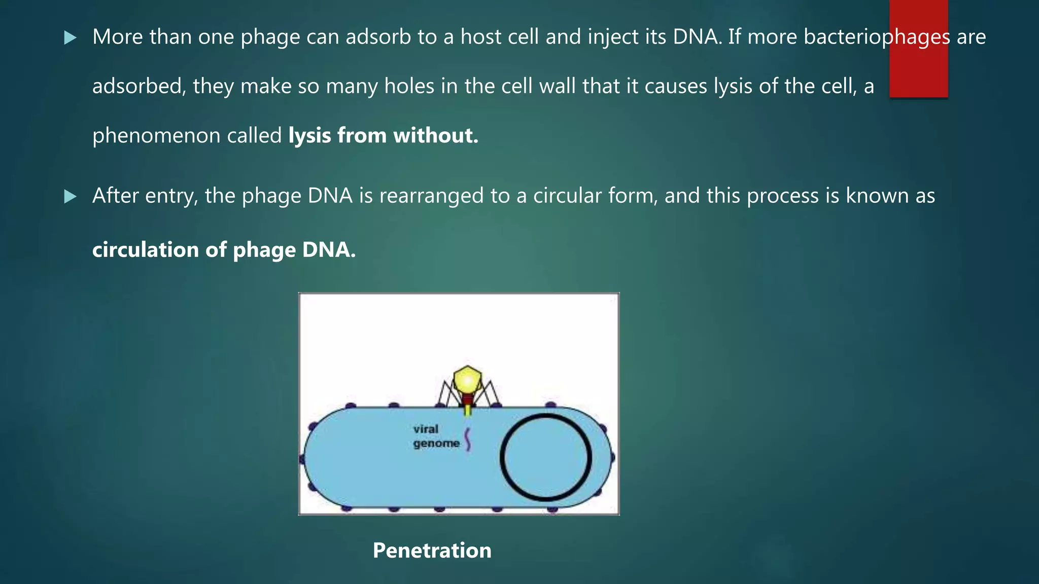 LYTIC CYCLE virology.pptx