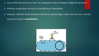 LYTIC CYCLE virology.pptx