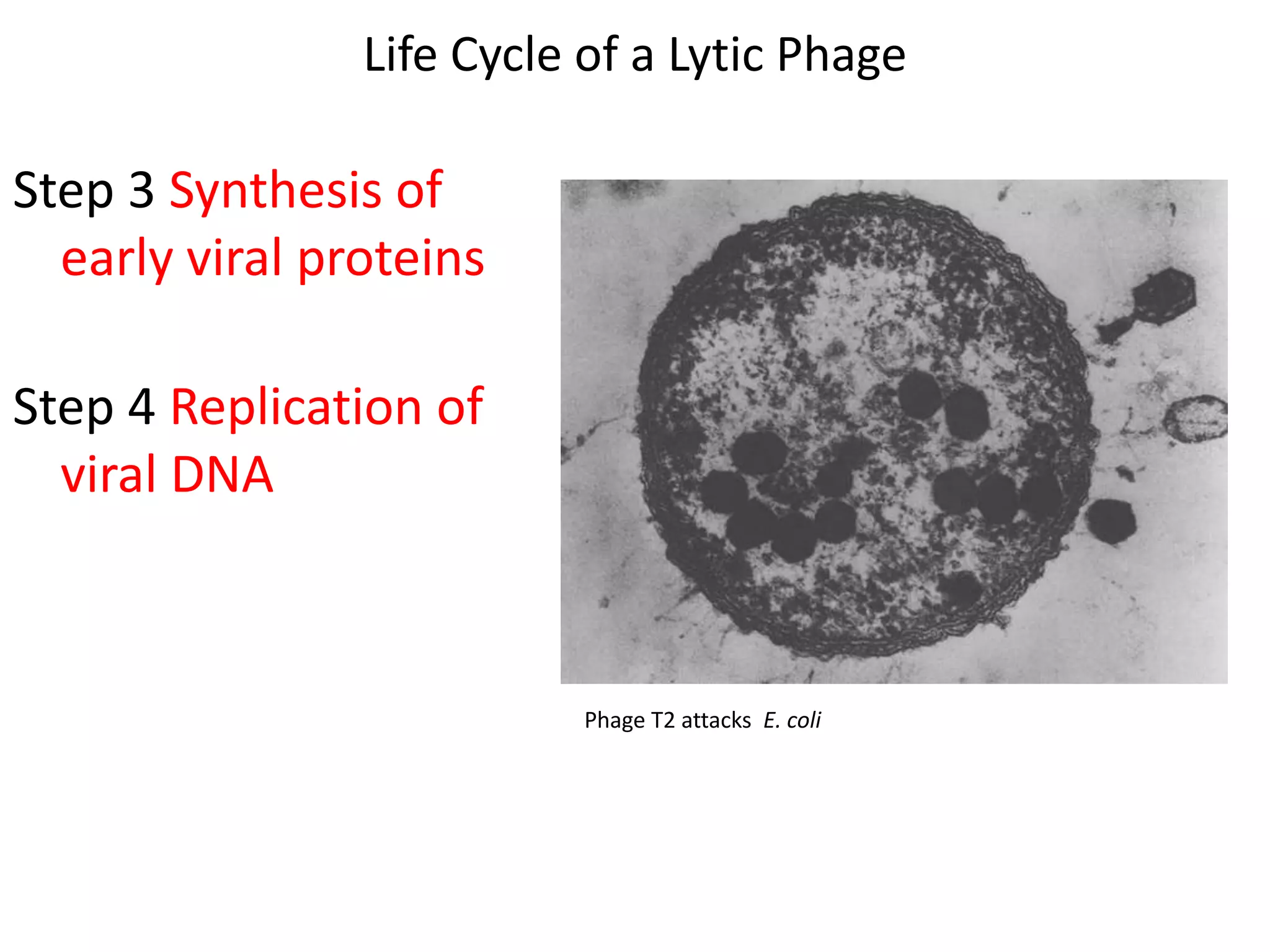 Lytic lifecycle of a virus | PPTX