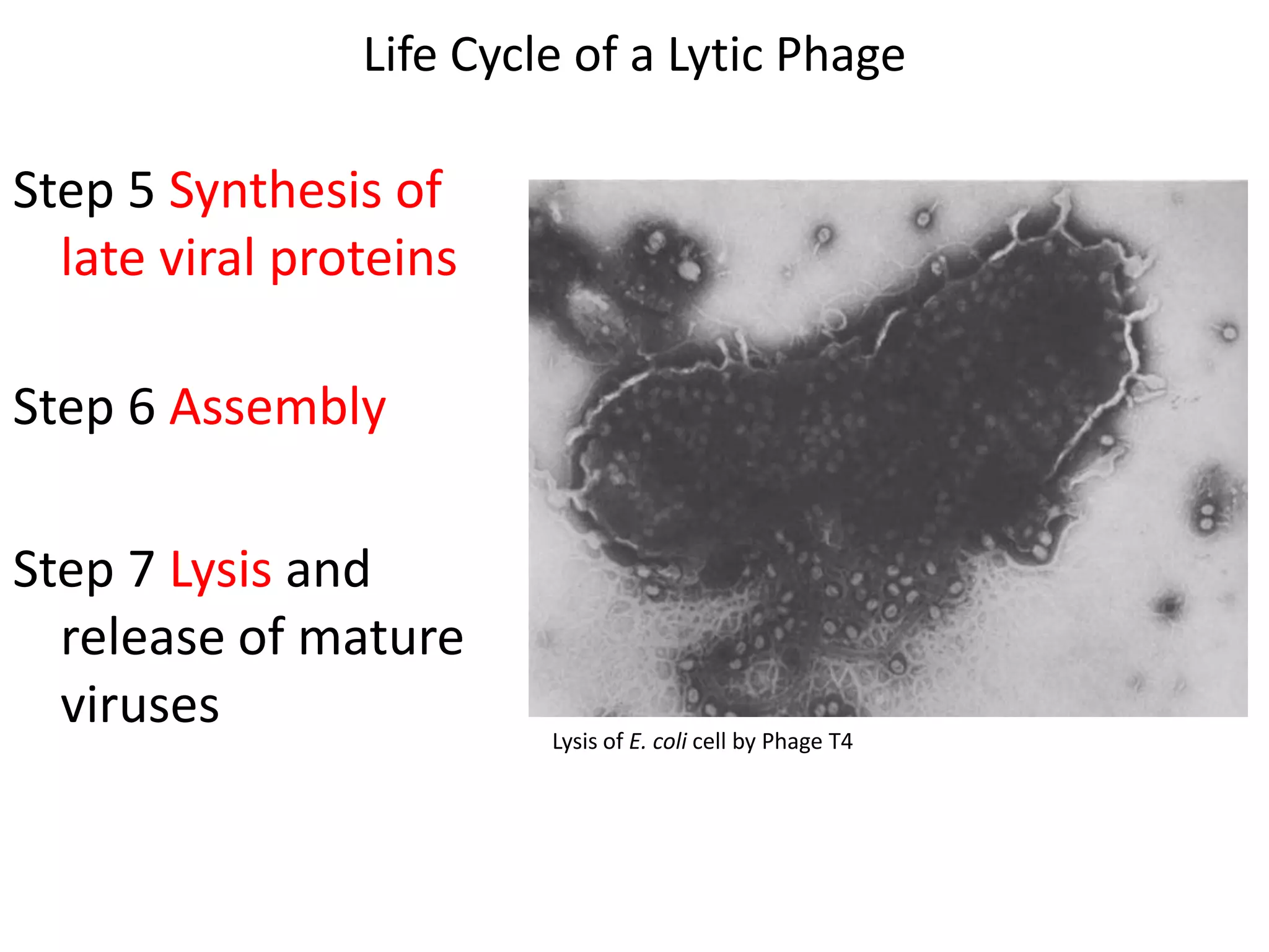 Lytic lifecycle of a virus | PPTX