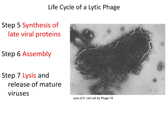 Lytic lifecycle of a virus | PPTX | Biological Sciences | Science