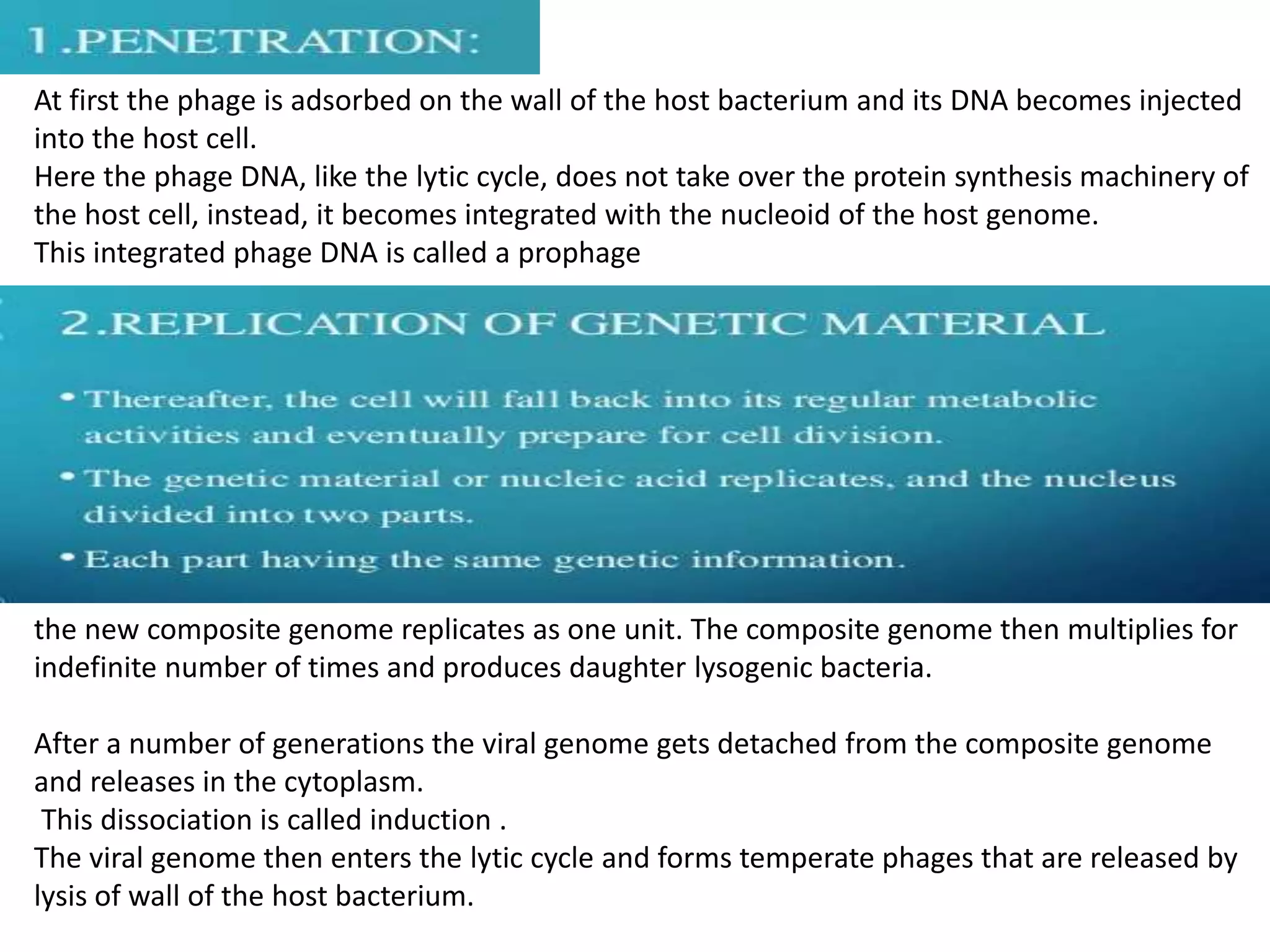 Lytic&lysogenic cycle | PPTX