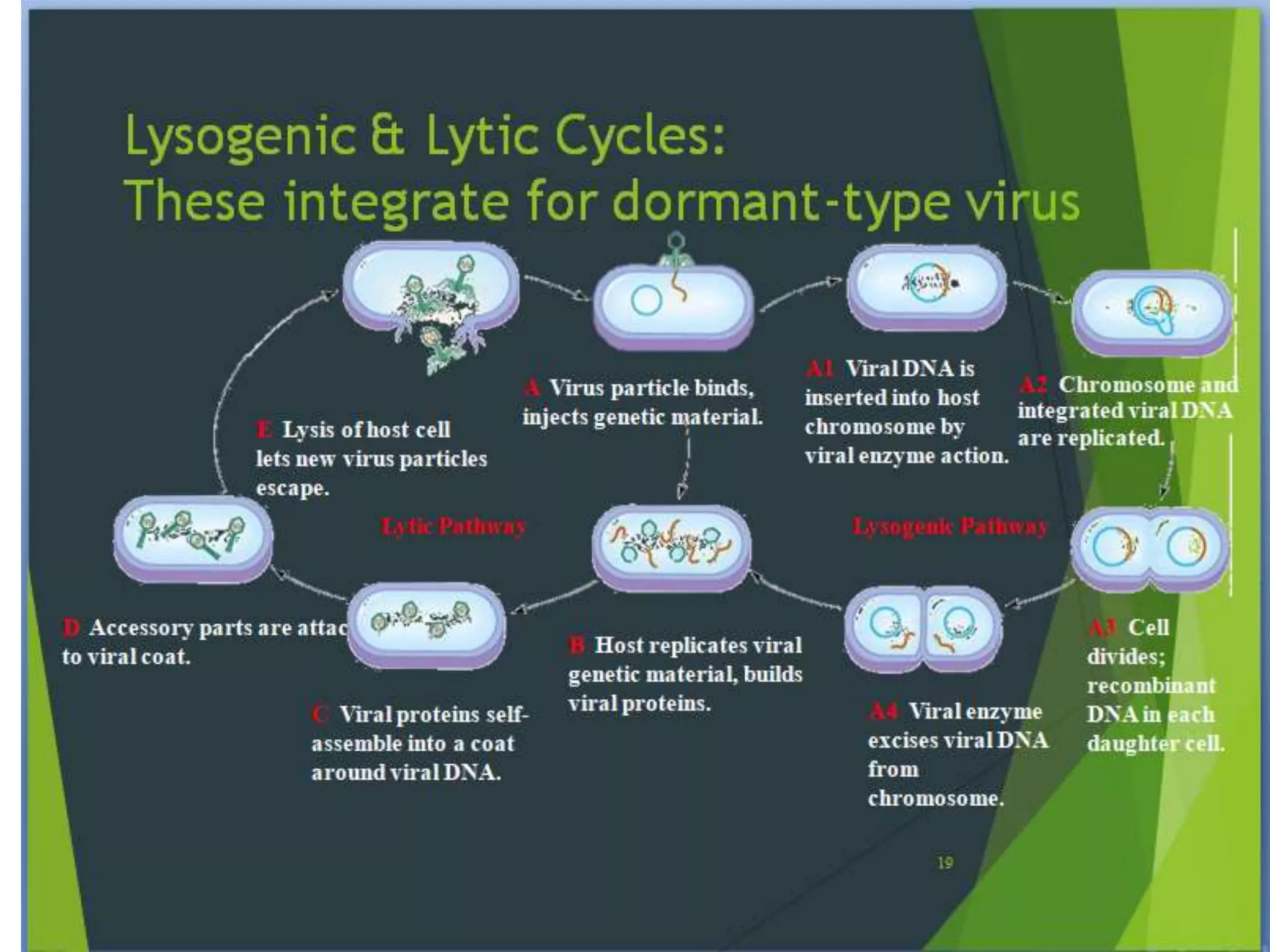 Lytic&lysogenic cycle | PPTX