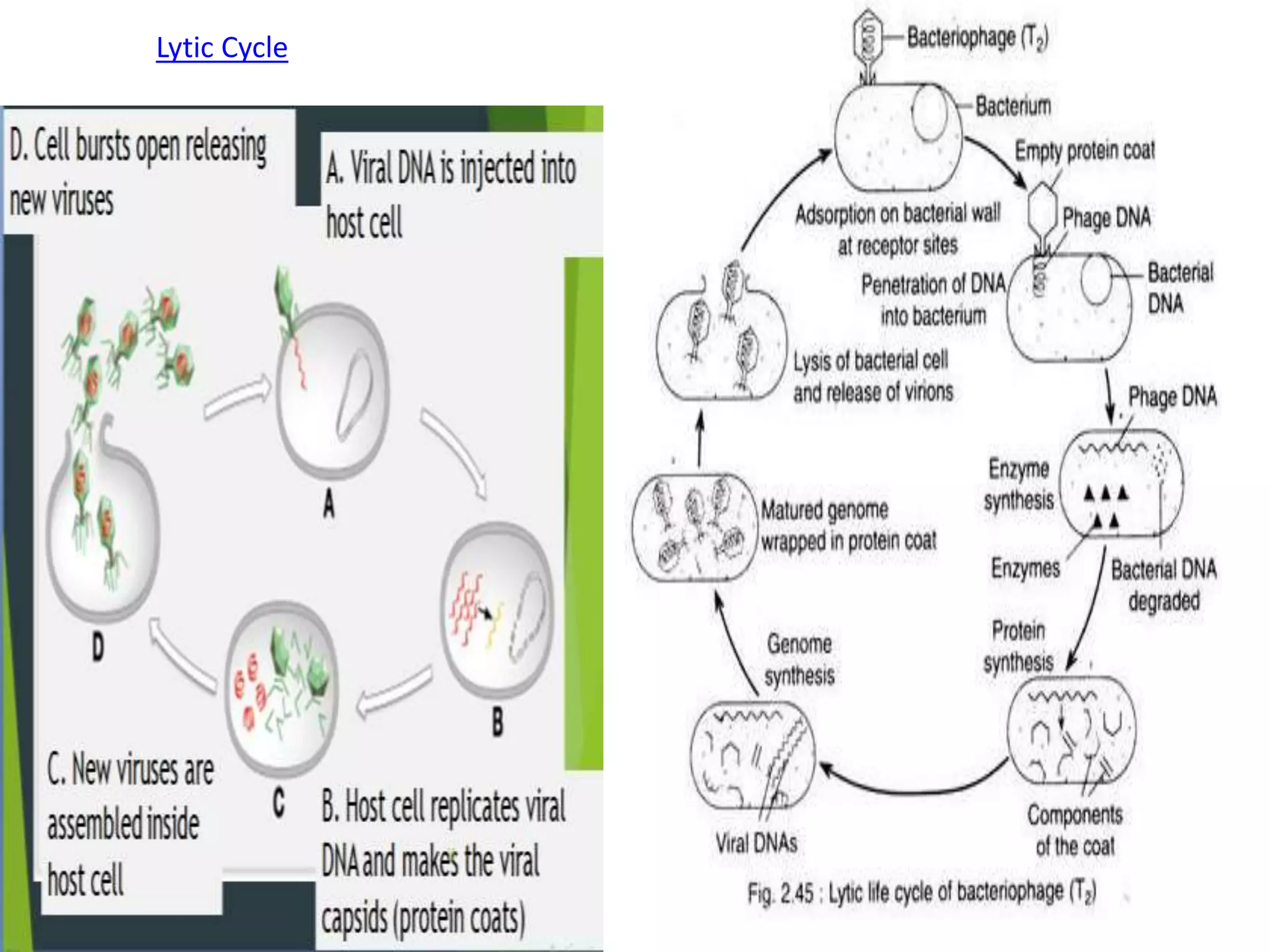Lytic&lysogenic cycle | PPTX