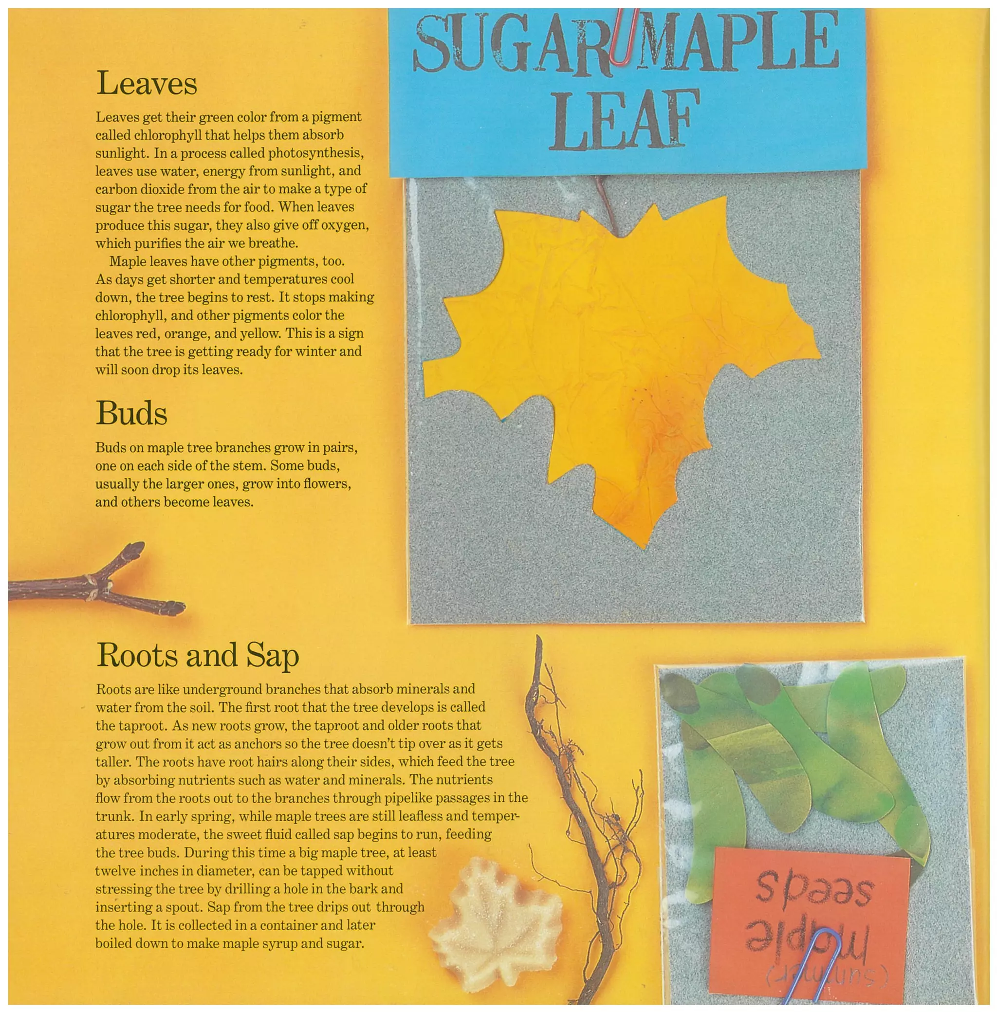 Red Leaf Yellow Leaf | PDF