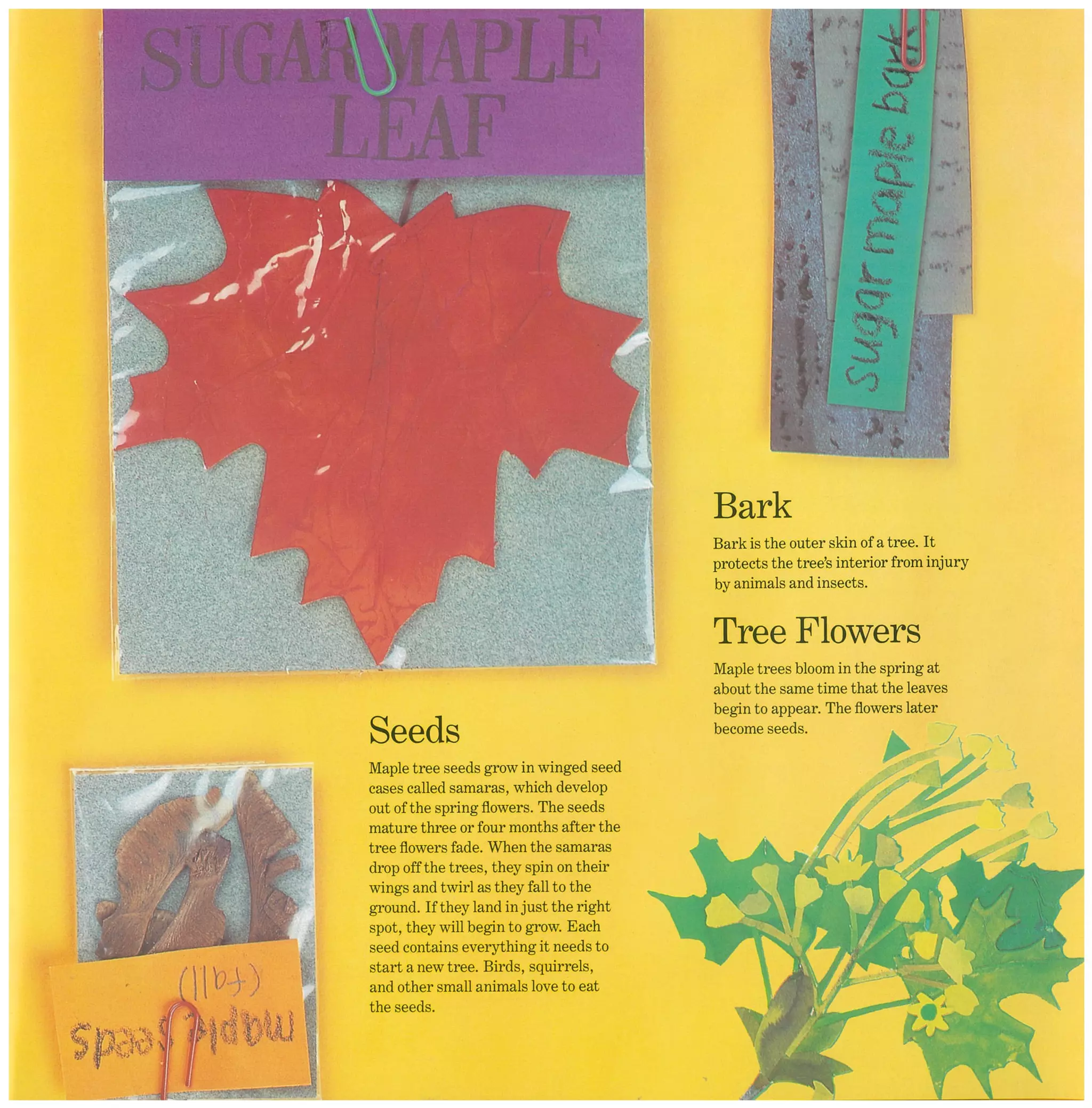 Red Leaf Yellow Leaf | PDF