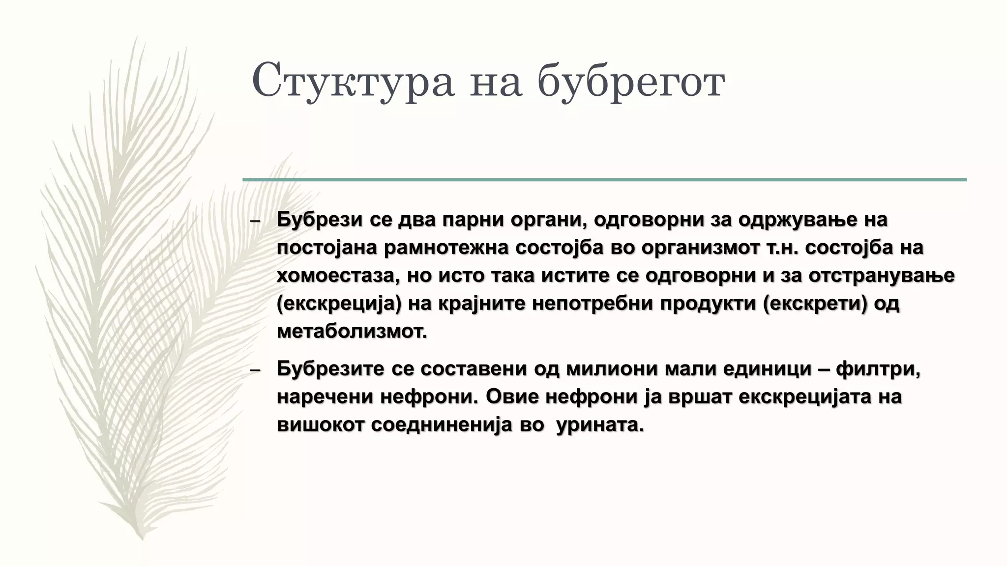 Bubreg ren (1) | PDF