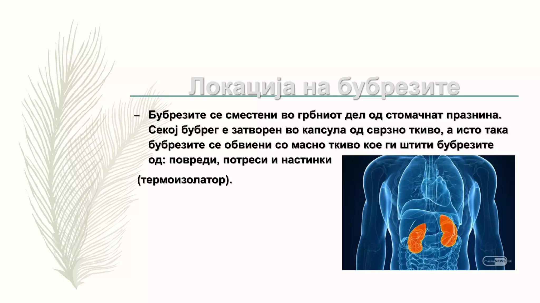 Bubreg ren (1) | PDF