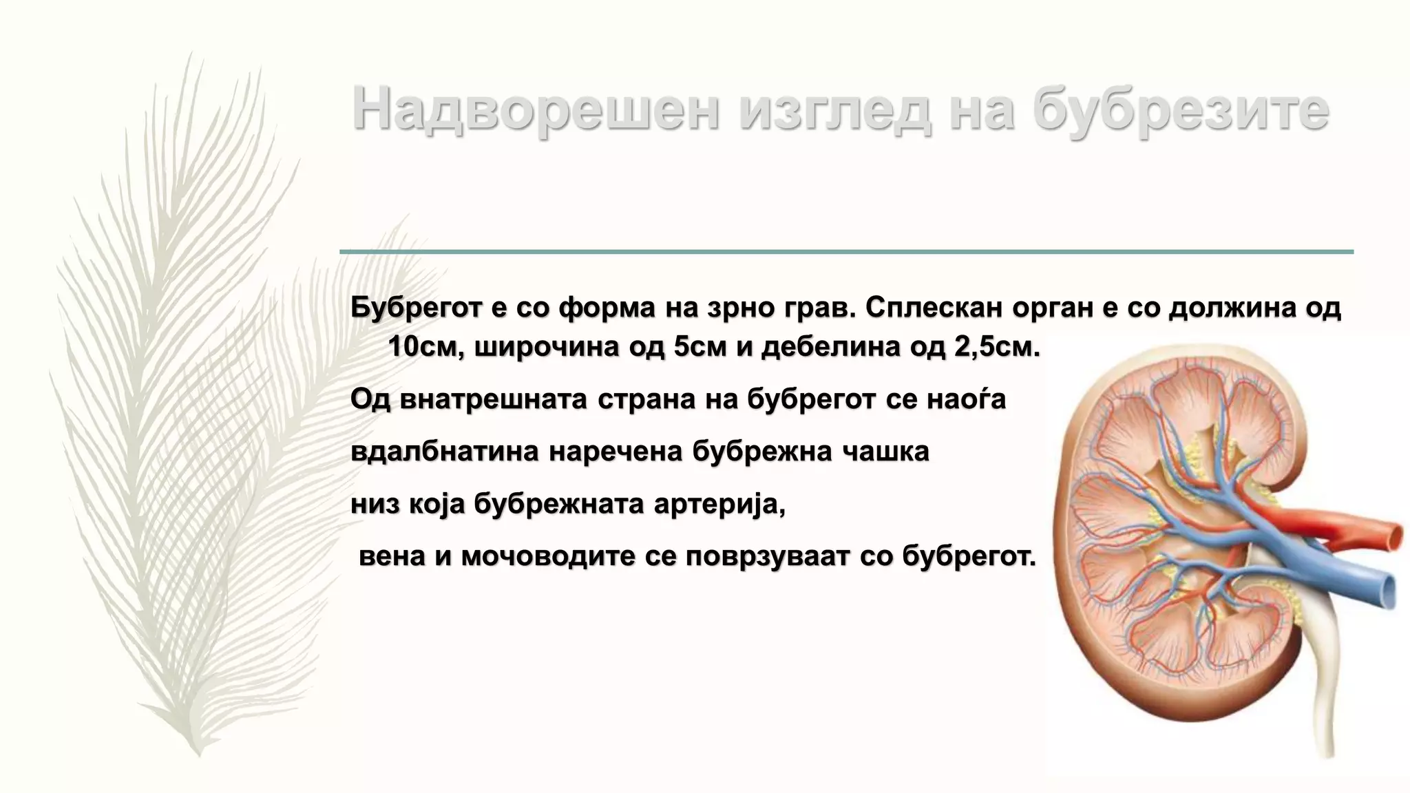 Bubreg ren (1) | PDF