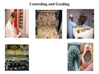 hatchery design | PPTX