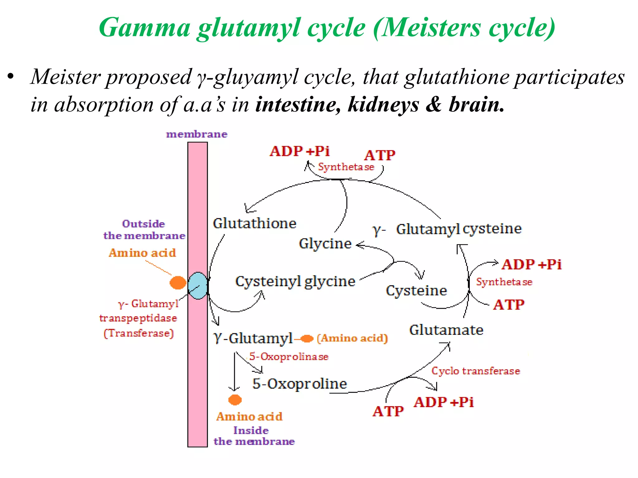 AAM-1:Digestion & absorption of protein By Santhosh Kumar. Nune | PPTX