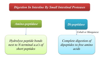 AAM-1:Digestion & absorption of protein By Santhosh Kumar. Nune | PPTX