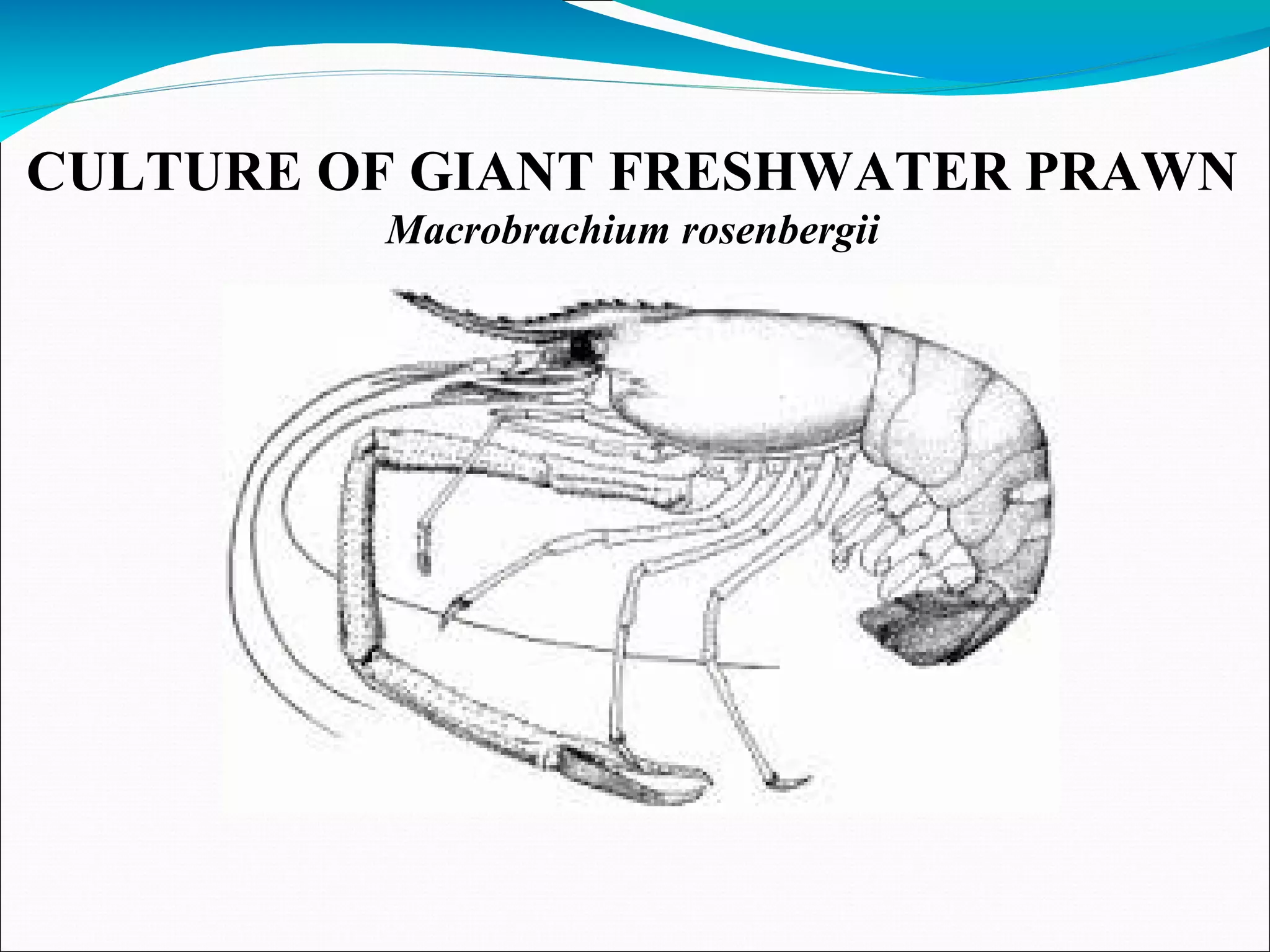 fresh water prawn | PPT